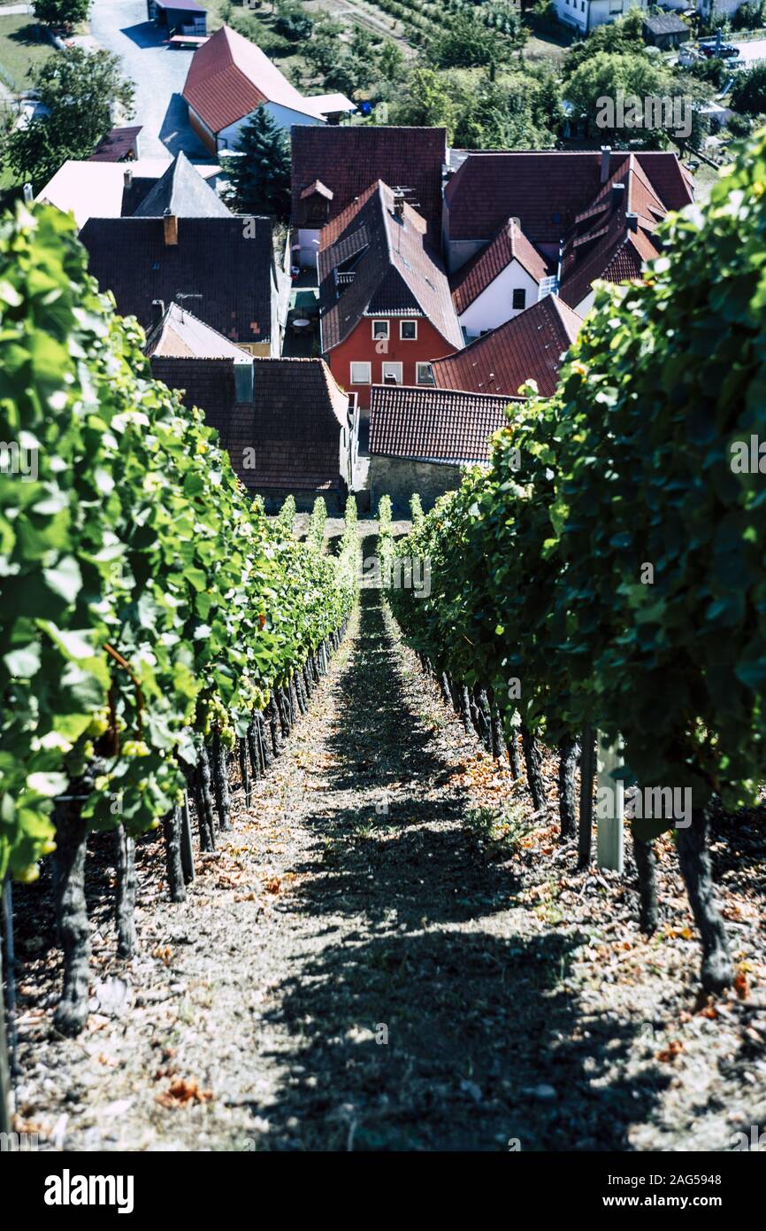 Vertical shot of a vineyard with some big houses in the background ...
