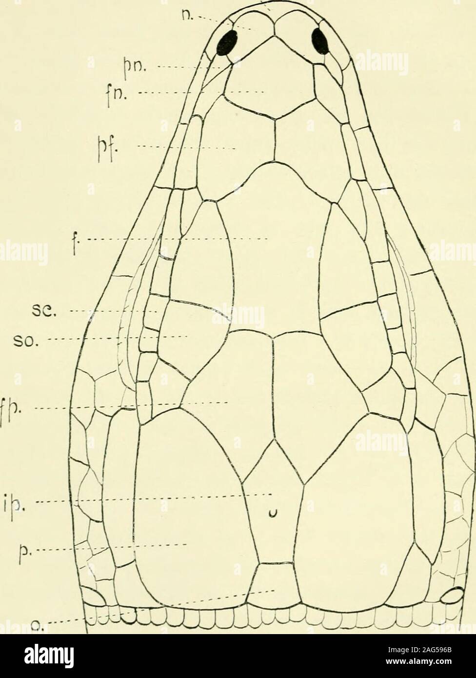 Nuchal fold hi-res stock photography and images - Alamy
