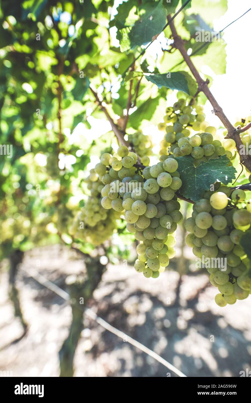 Vertical closeup shot of green grapes in the middle of a vineyard Stock ...