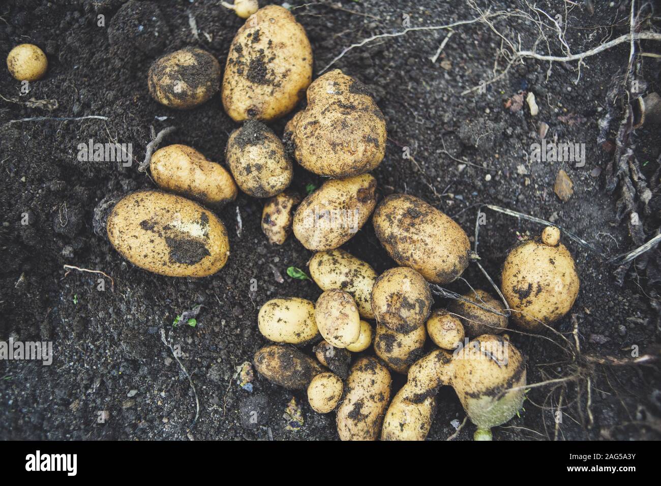Closeup shot potatoes growing hi-res stock photography and images - Alamy