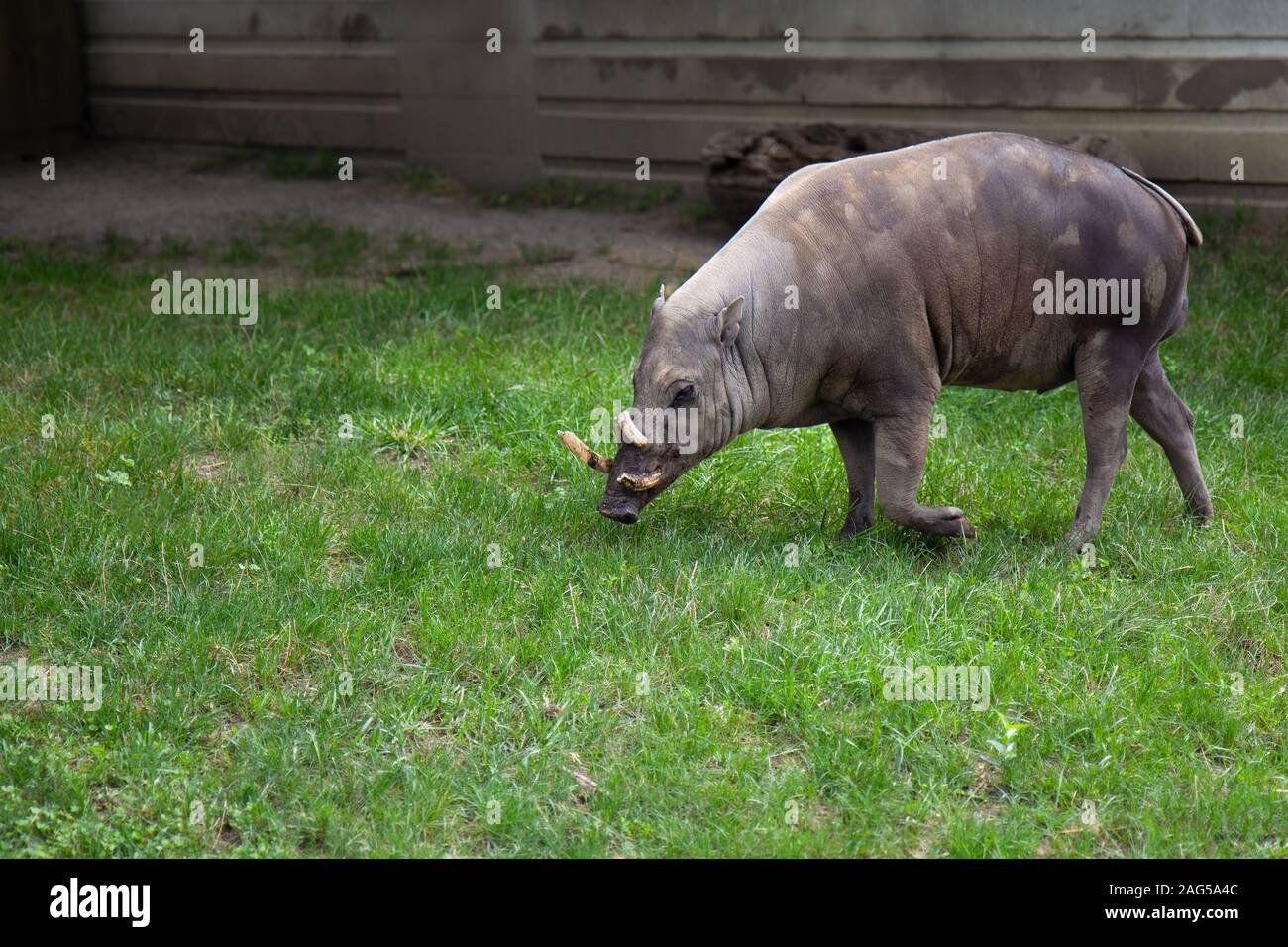 Pig deer hi-res stock photography and images - Alamy