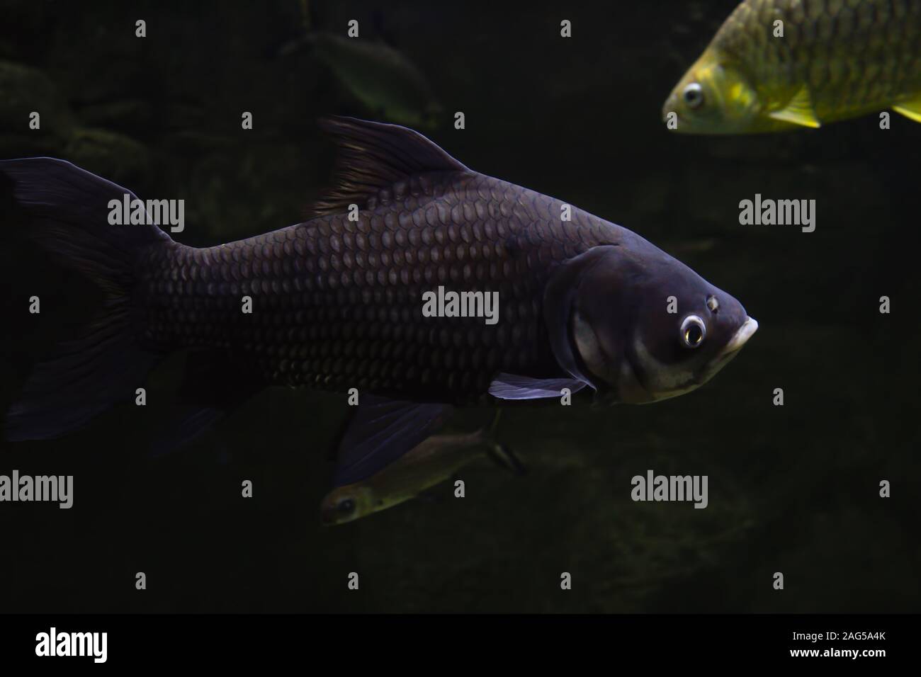 Giant siamese carp hi-res stock photography and images - Alamy
