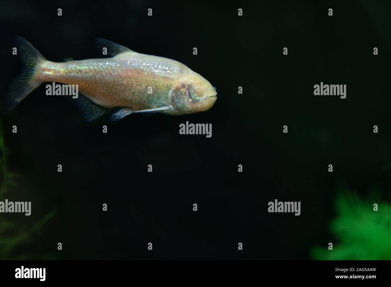 Blind astyanax mexicanus hi-res stock photography and images - Alamy
