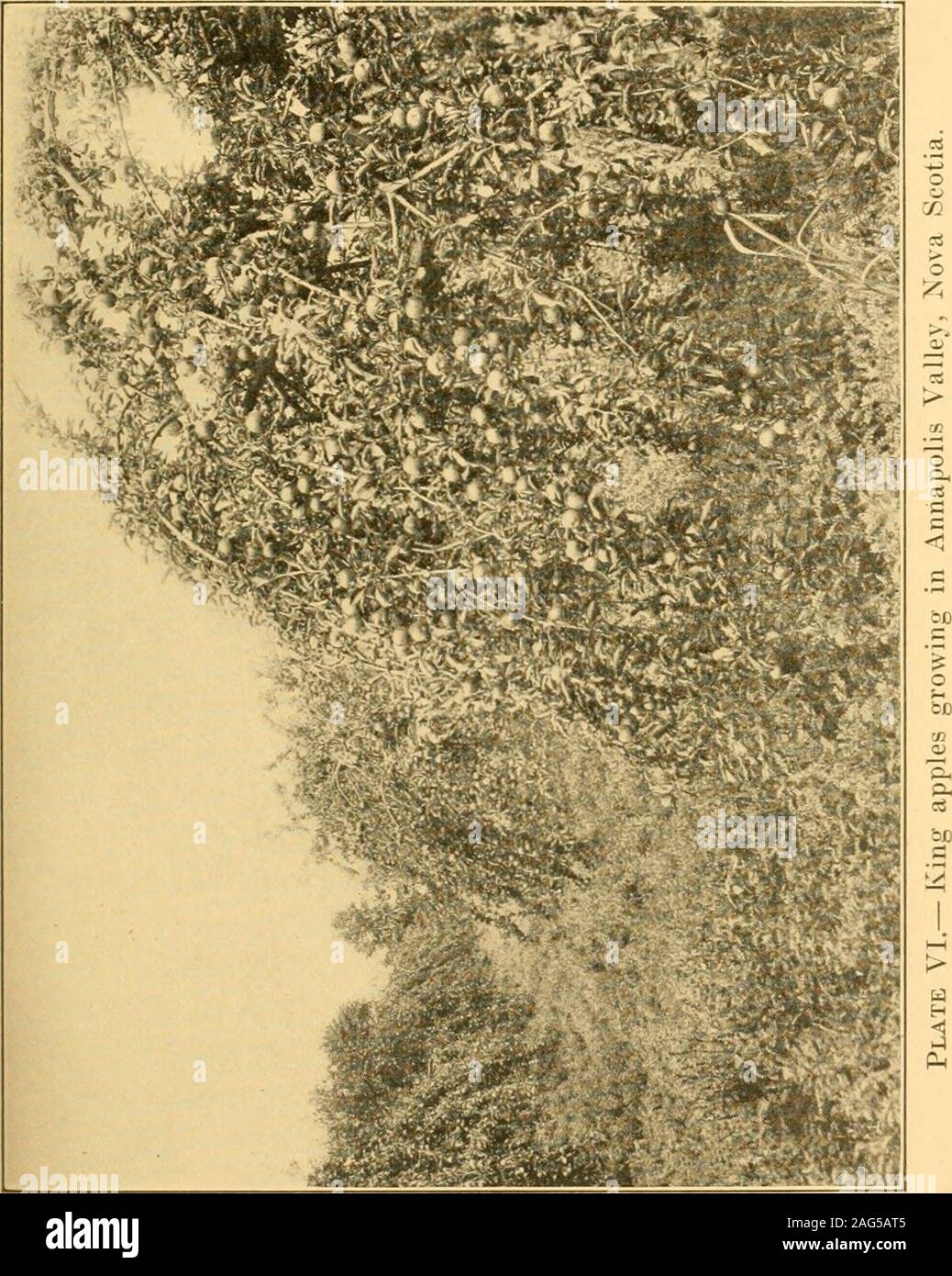 Hardier varieties hi-res stock photography and images - Alamy