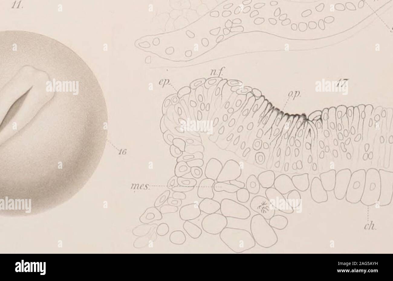 . Journal of morphology. THE FORMATION OF THE FISH EMBRYO. T. H. MORGAN ...