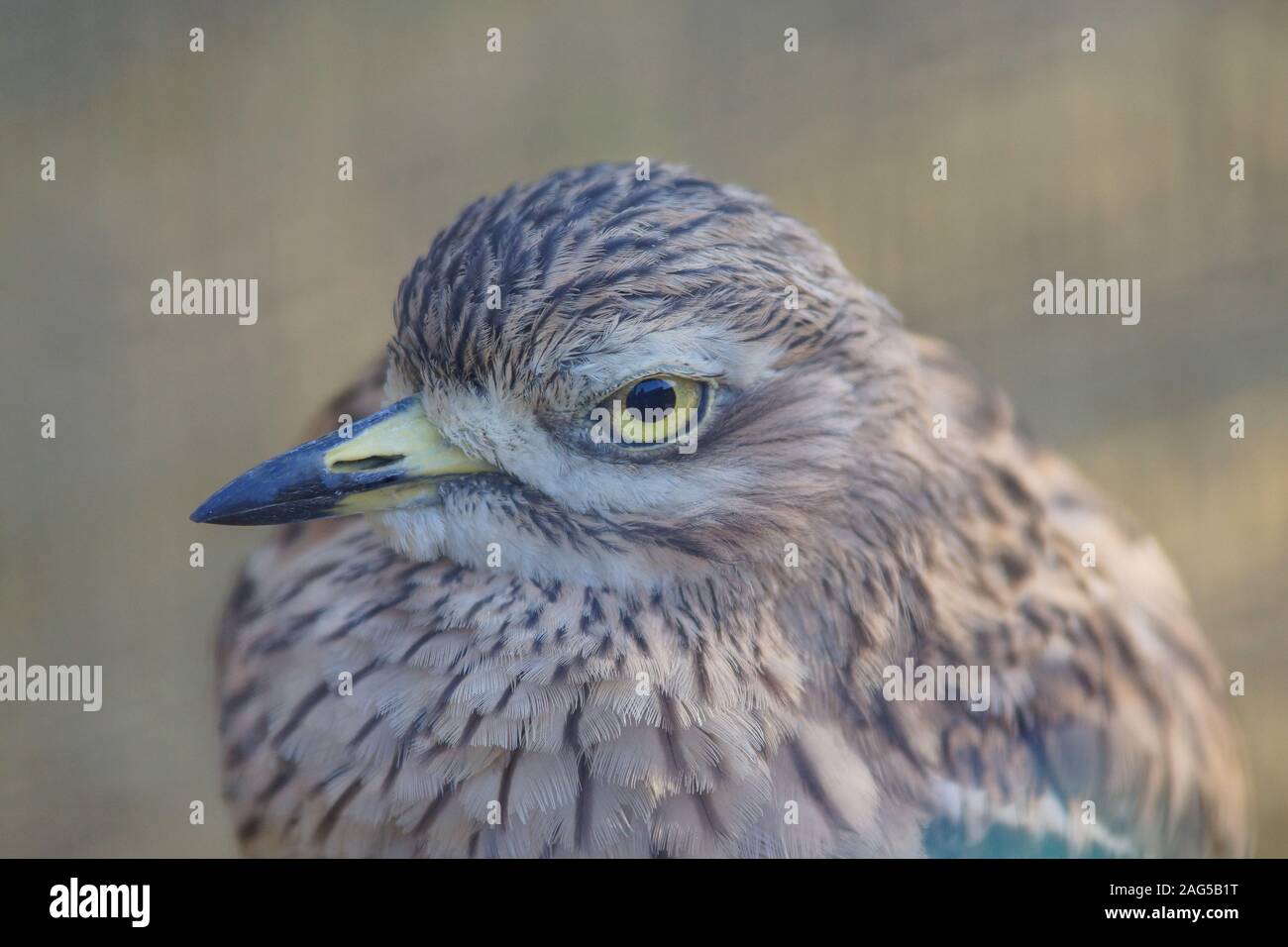 Closeup shot of the head of an Eastern bluebird with yellow eyes and ...