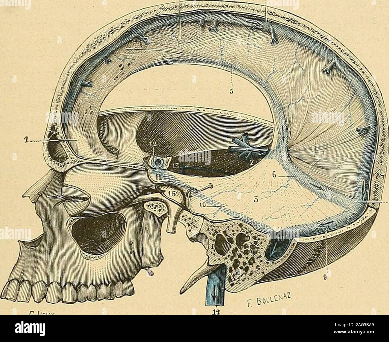 Anatomie du cerveau hi-res stock photography and images - Alamy