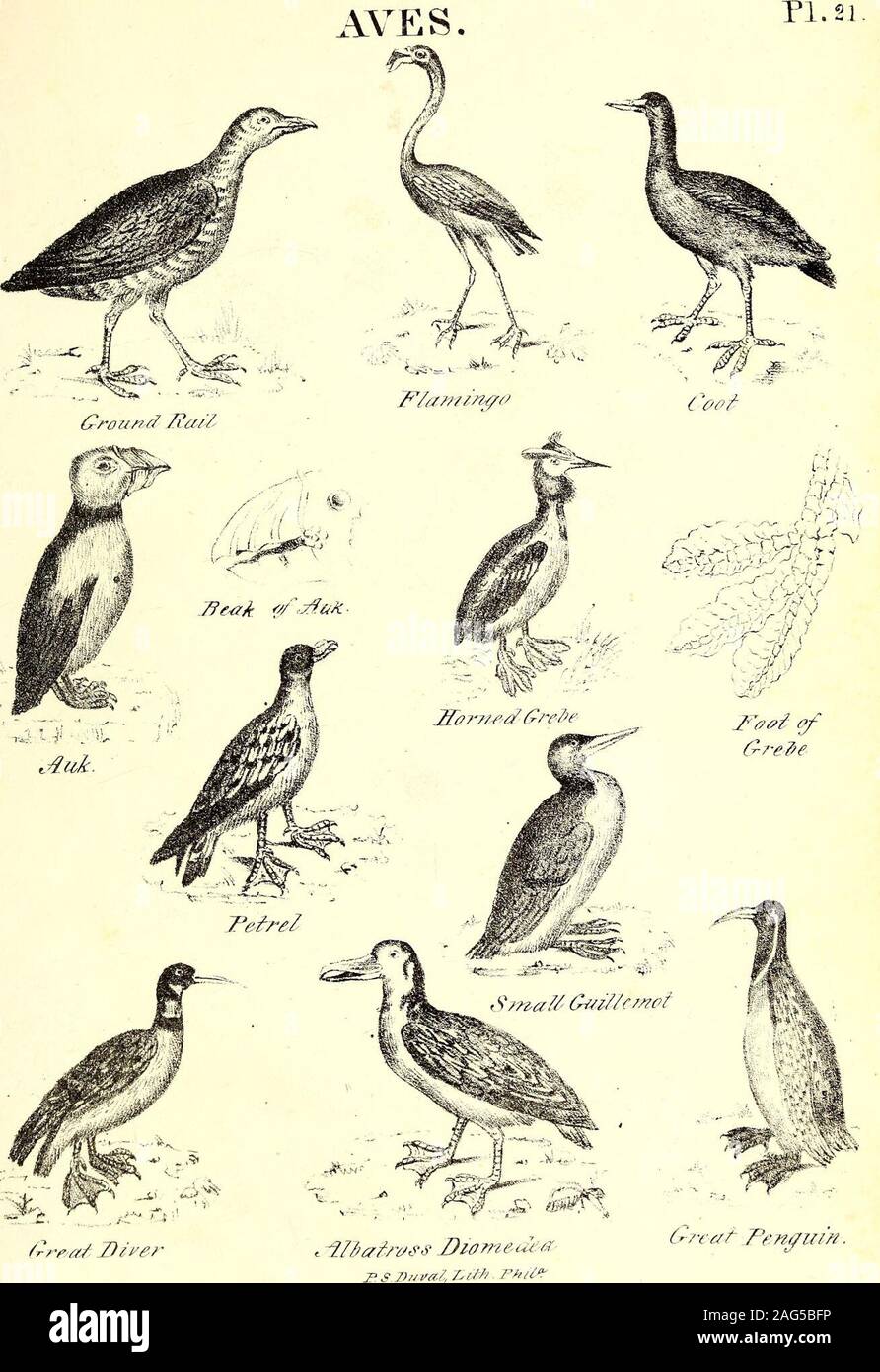 . A synopsis of natural history: embracing the natural history of ...