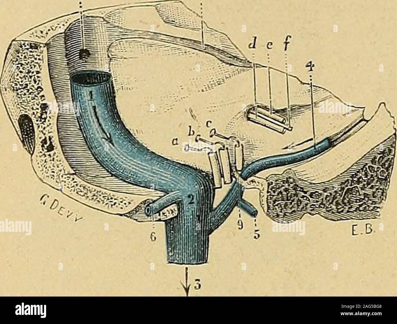 Anatomie de la rétine hi-res stock photography and images - Alamy