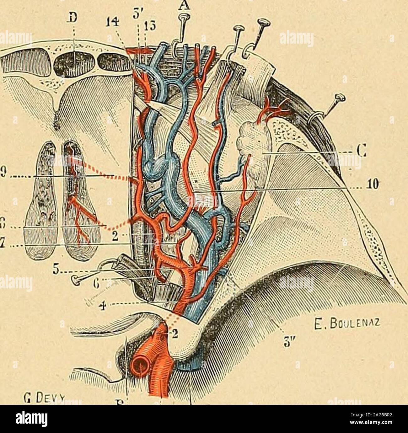Veine veine inférieure hi-res stock photography and images - Alamy