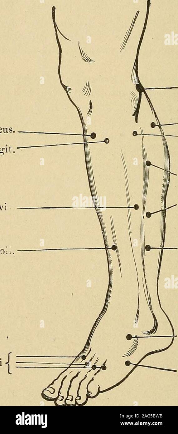 . A manual of diseases of the nervous system. terferes 48 ACTION AND ...