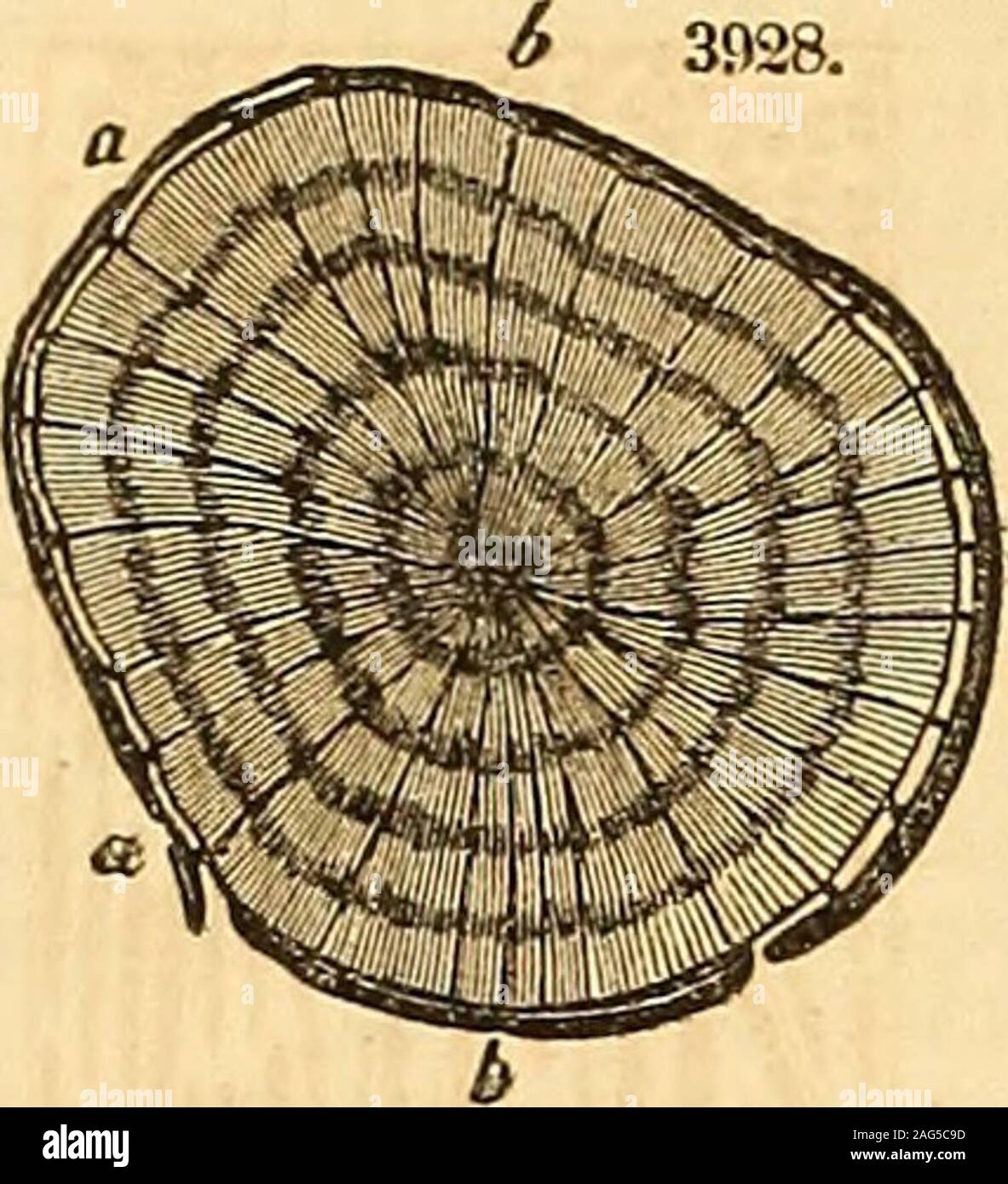 Medullary rays hi-res stock photography and images - Alamy
