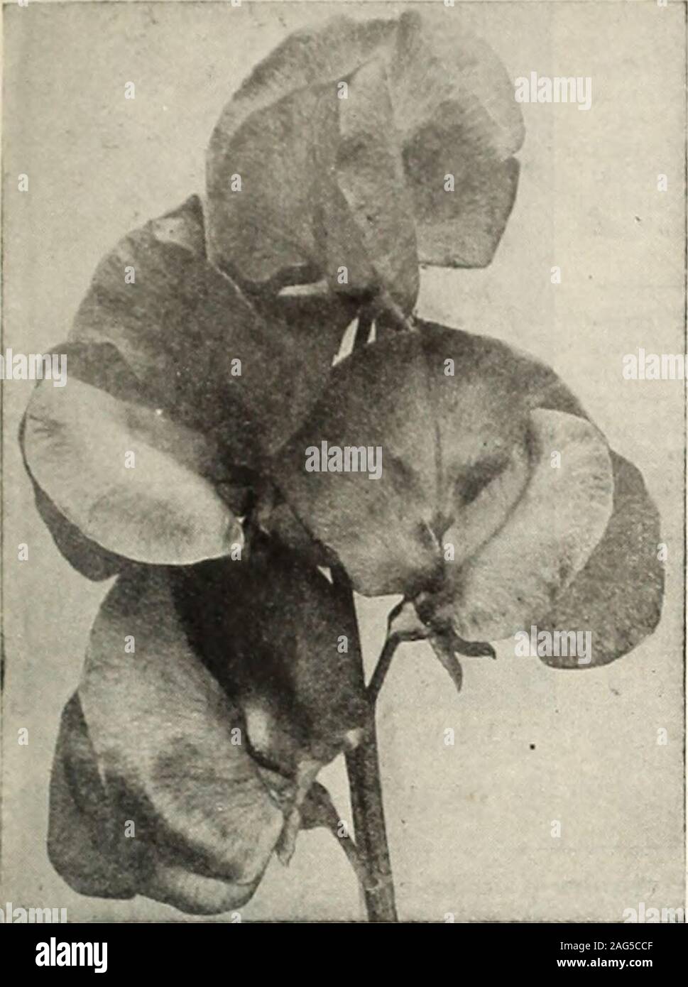 Red scarlet crimson cross hi-res stock photography and images - Alamy