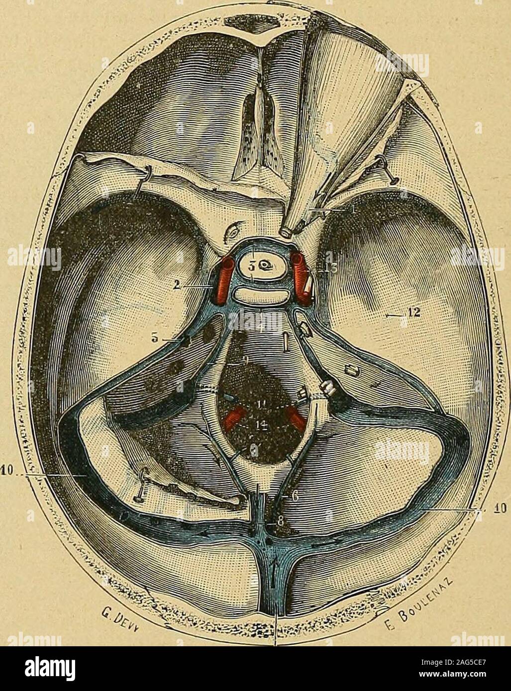 Anatomie galien hi-res stock photography and images - Alamy