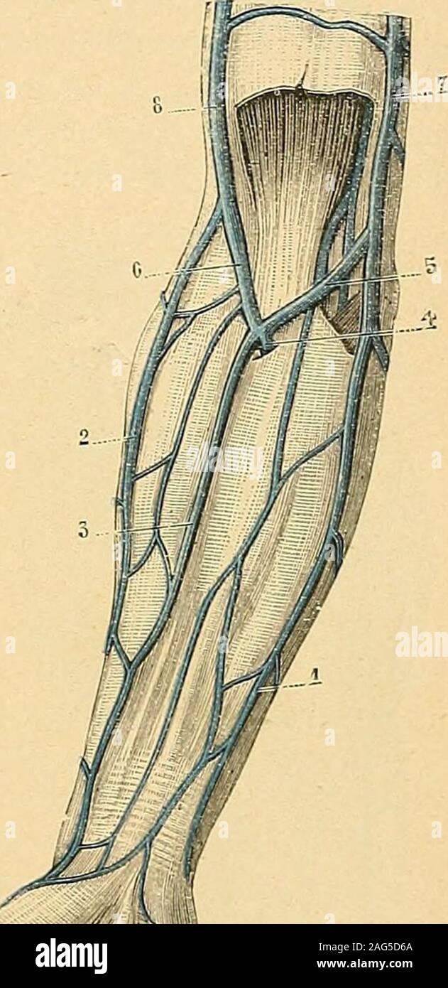 Anatomie du coude hi-res stock photography and images - Alamy