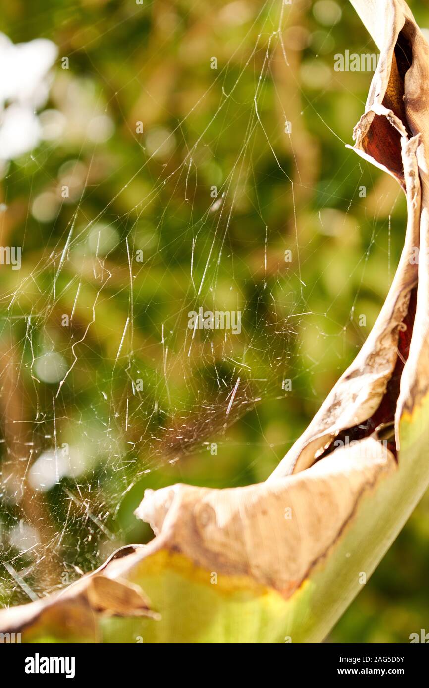 Spider web clump hi-res stock photography and images - Alamy