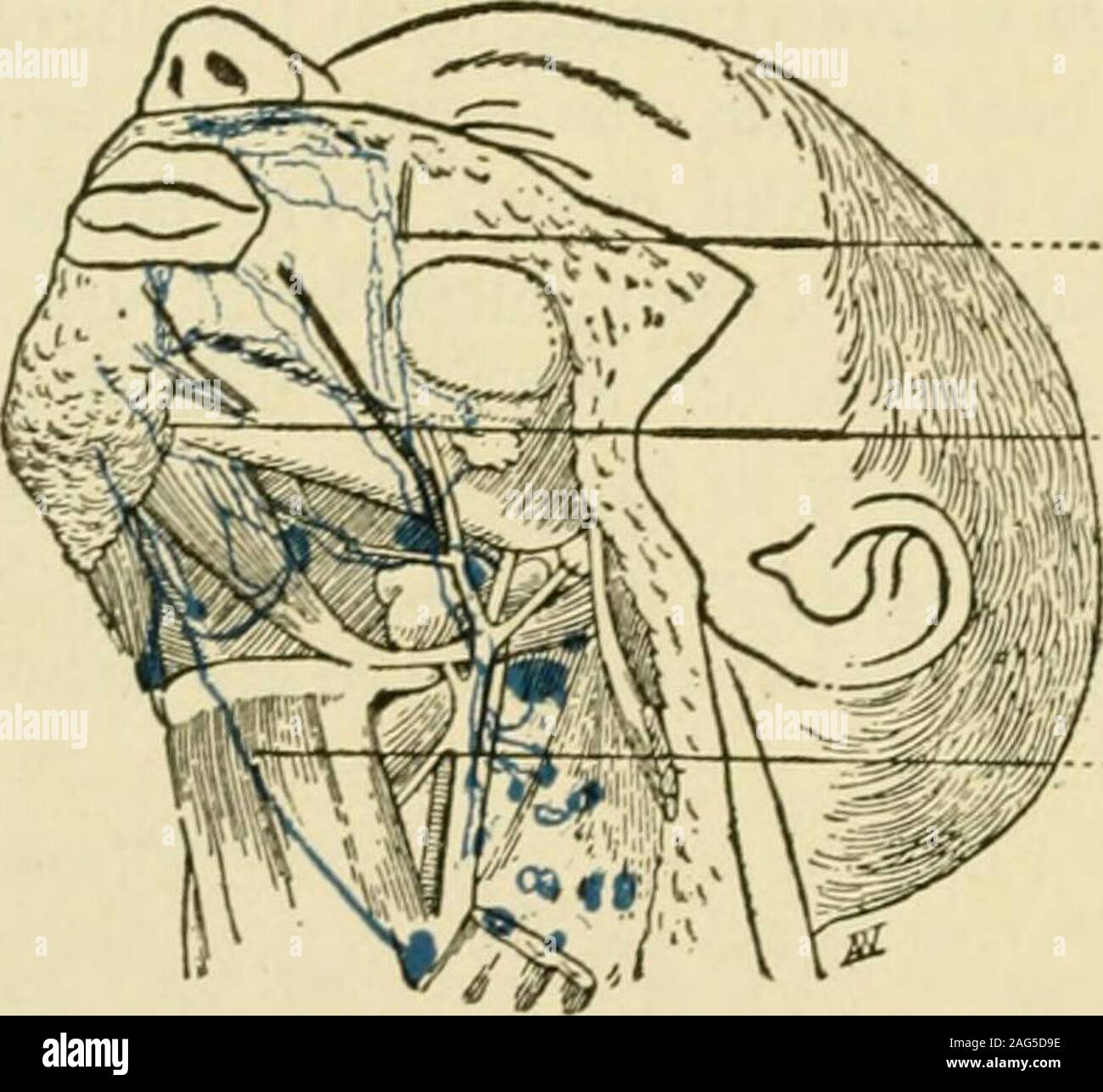 . Manual of operative surgery. kin and mucous membrane are continuous ...