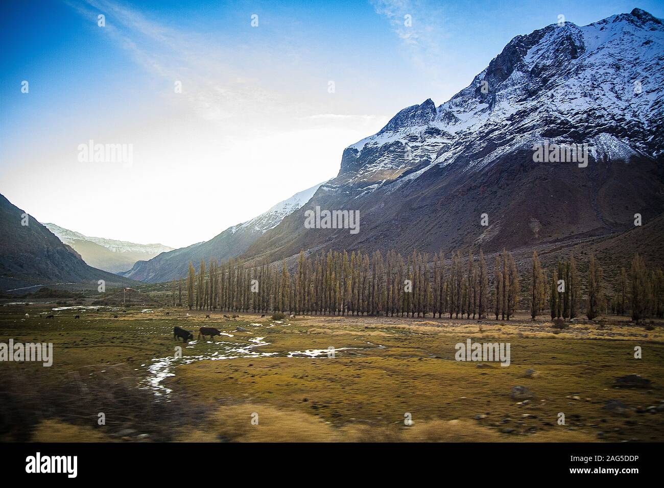 Field with a line of tall trees with the beautiful snow covered ...