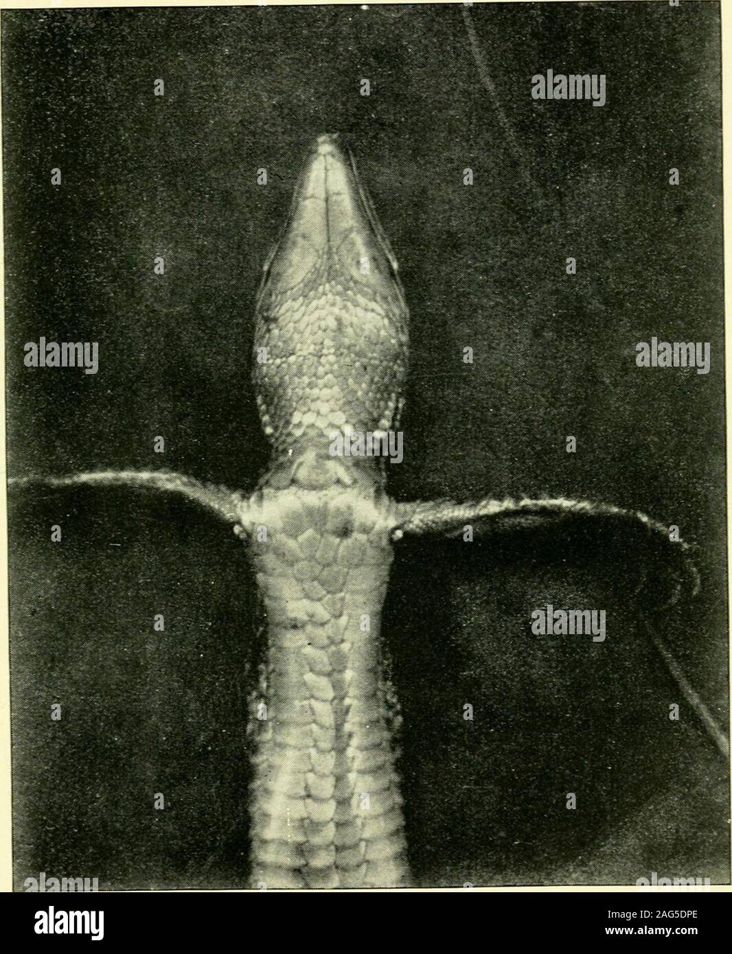 . The life-history of British lizards and their local distribution in ...