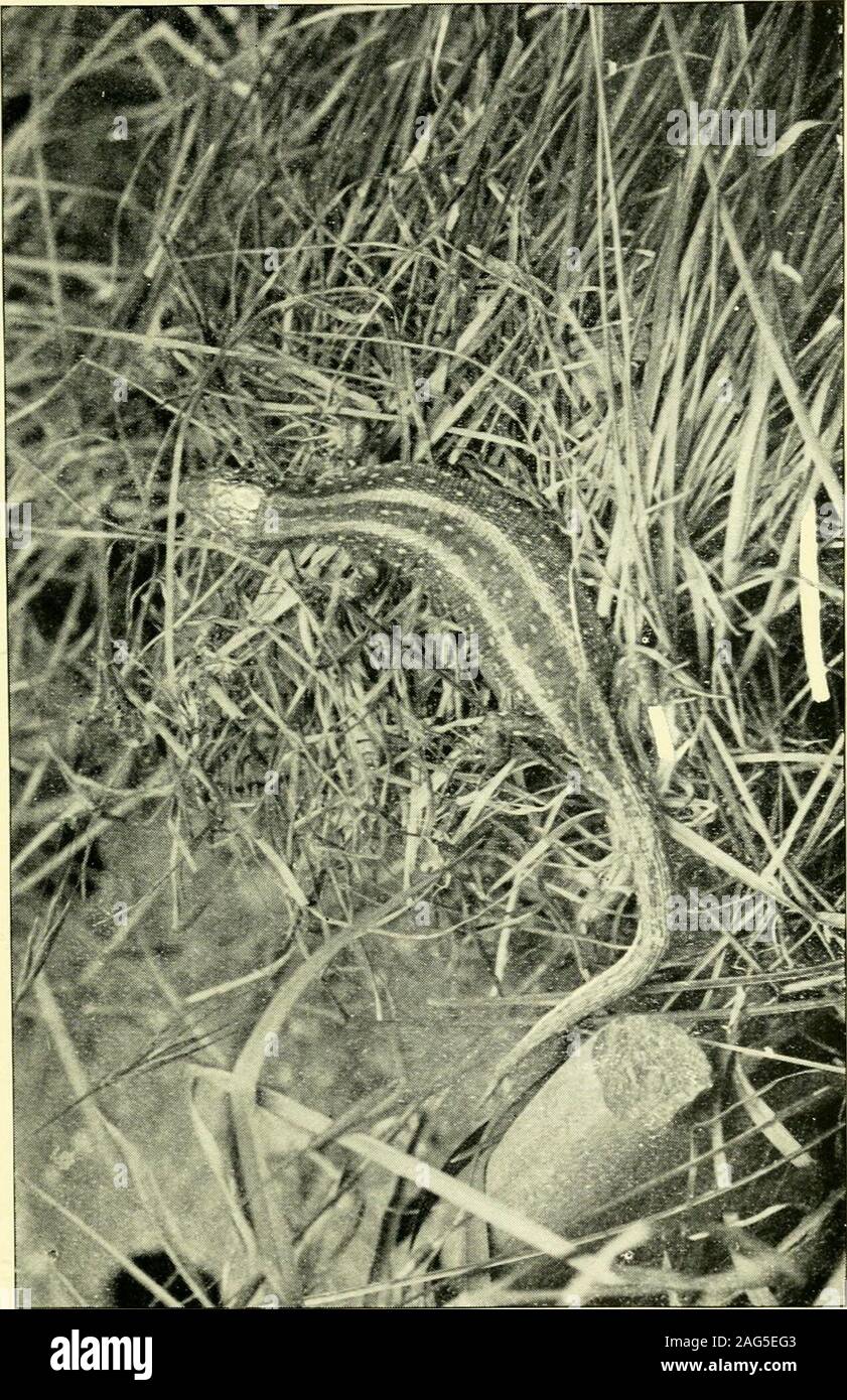 . The life-history of British lizards and their local distribution in ...