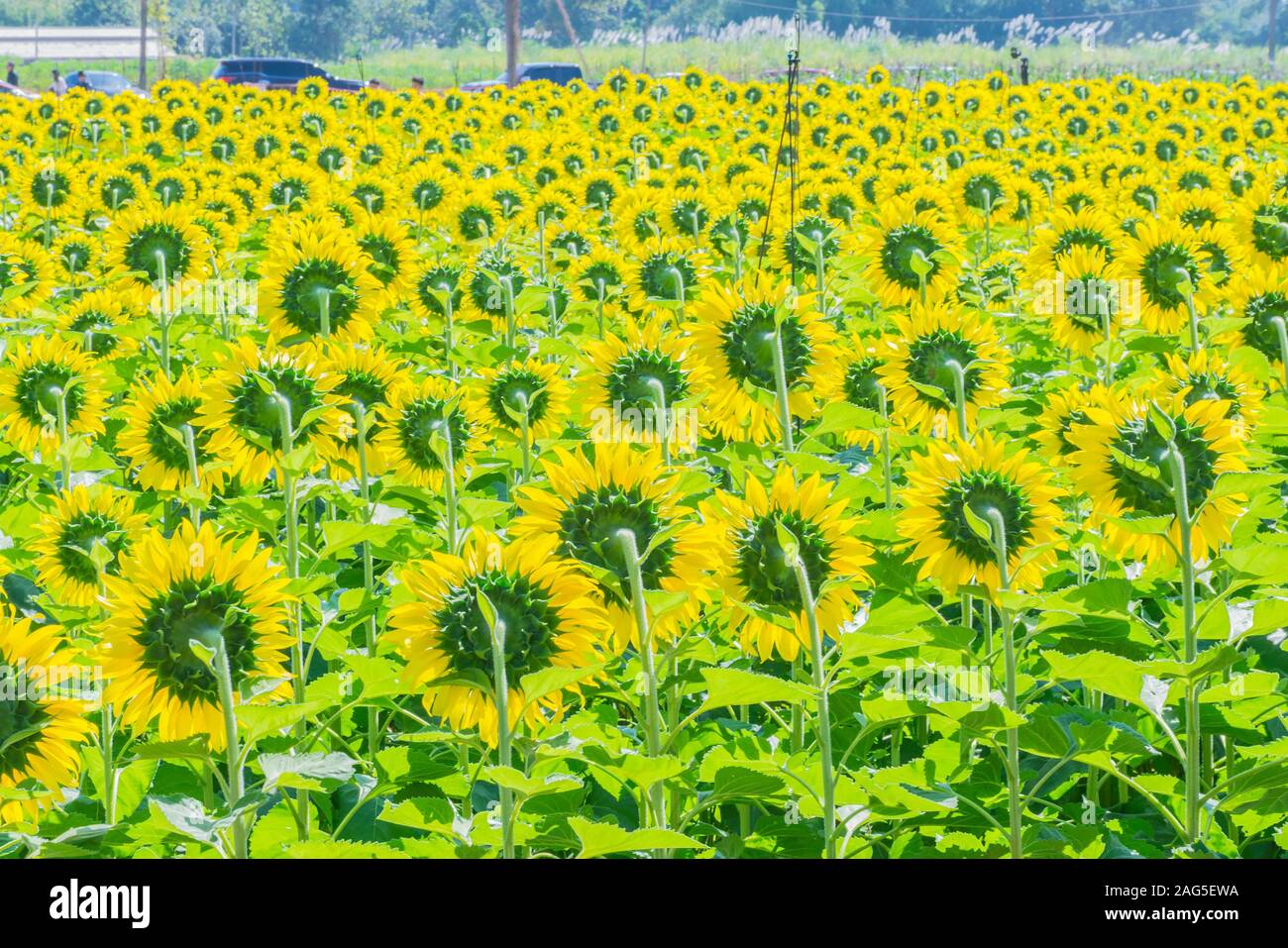 The beautiful suface texture of sunflower plant field Stock Photo - Alamy
