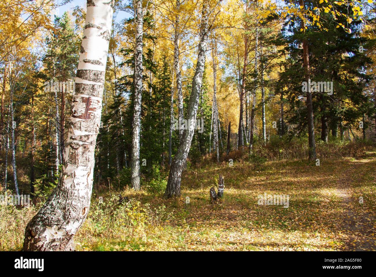 Russia siberia birch birch tree hi-res stock photography and images - Alamy