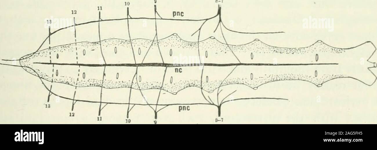 Limulus anatomy hi-res stock photography and images - Alamy