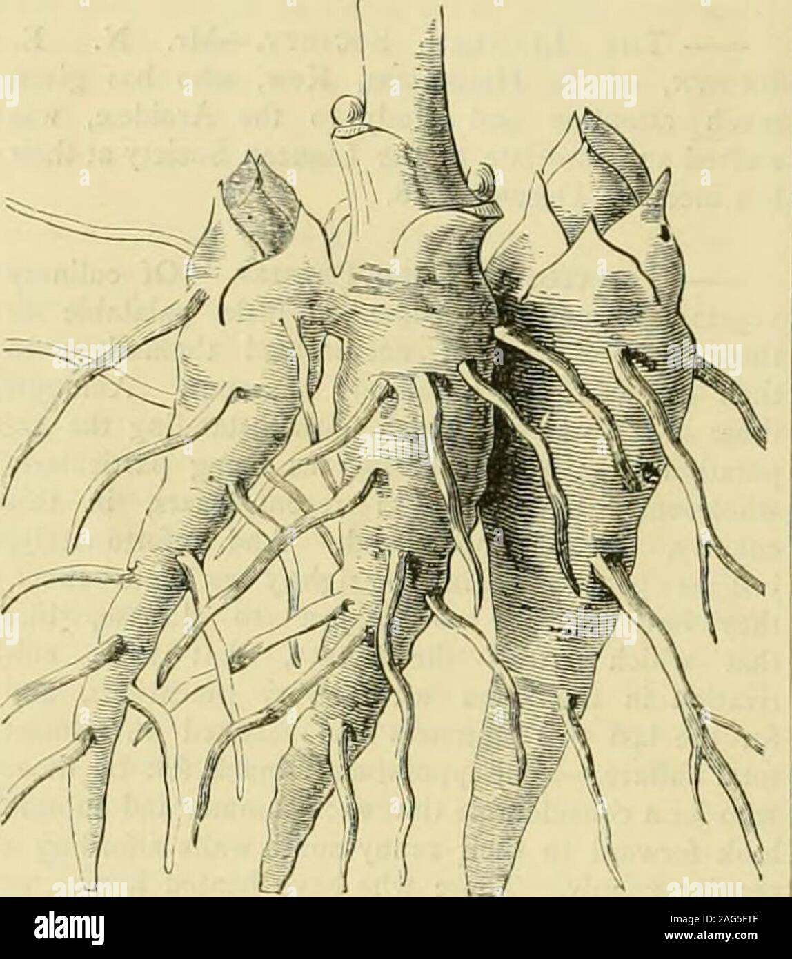 Twoplants hi-res stock photography and images - Alamy