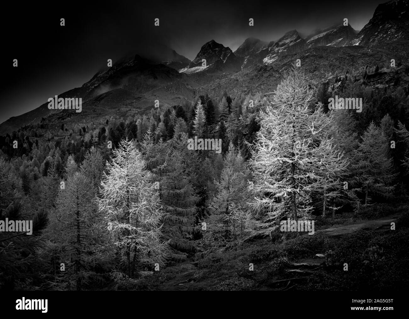 Gray scale shot of the foothills full of beautiful pine trees and the ...