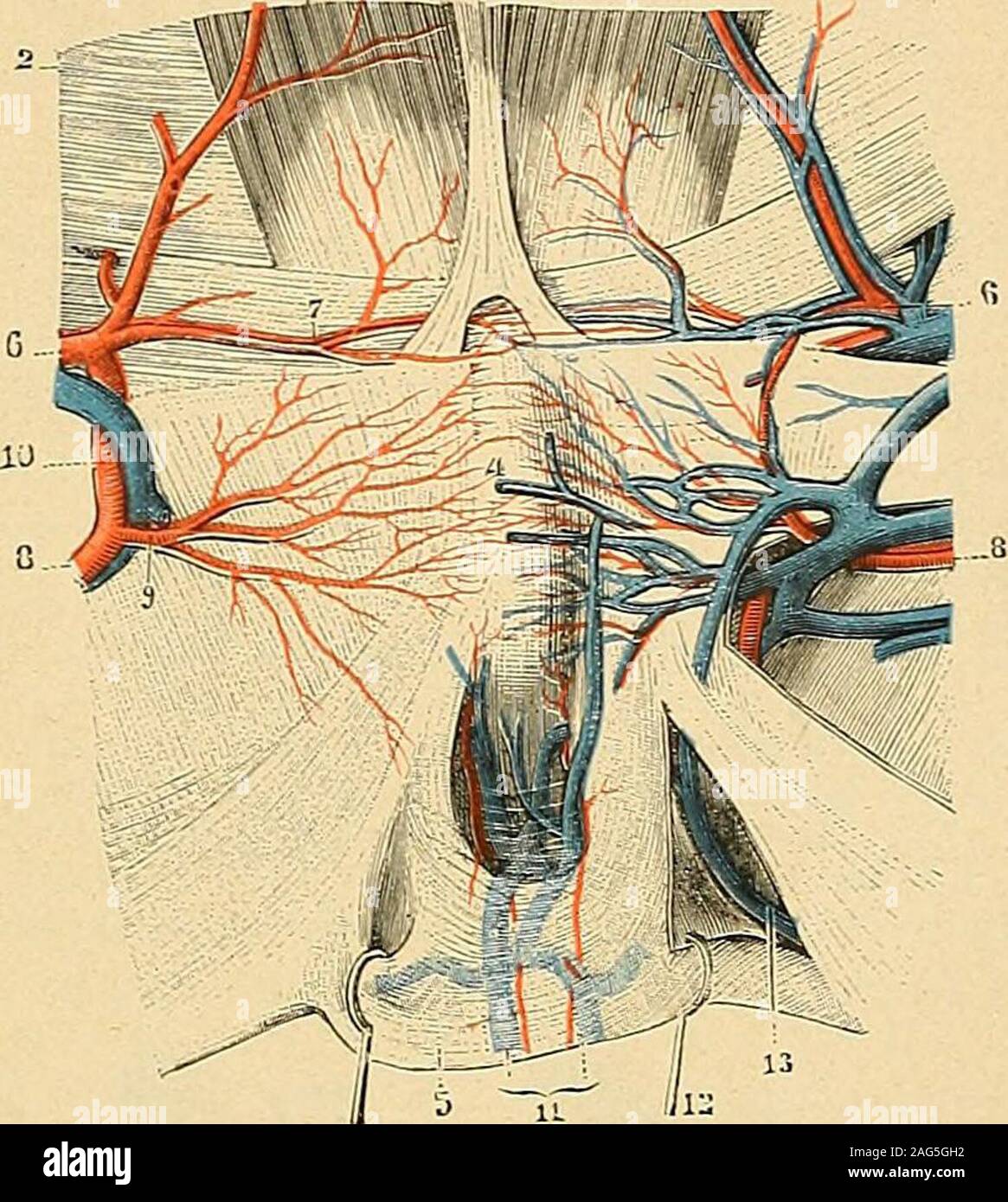 Anatomie abdominale humaine hi-res stock photography and images - Alamy