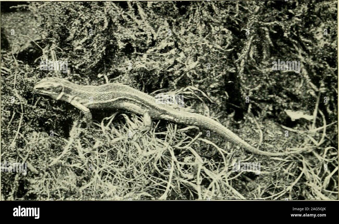 Shield lizard hi-res stock photography and images - Alamy