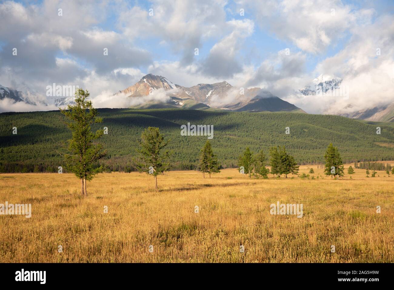 Altai snow mountain and steppe forest hi-res stock photography and ...