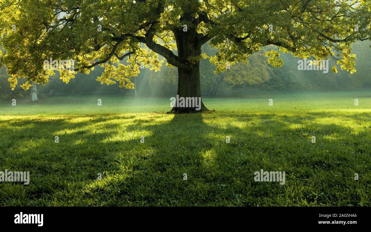 Beautiful tree in the middle of a field covered with grass with the ...