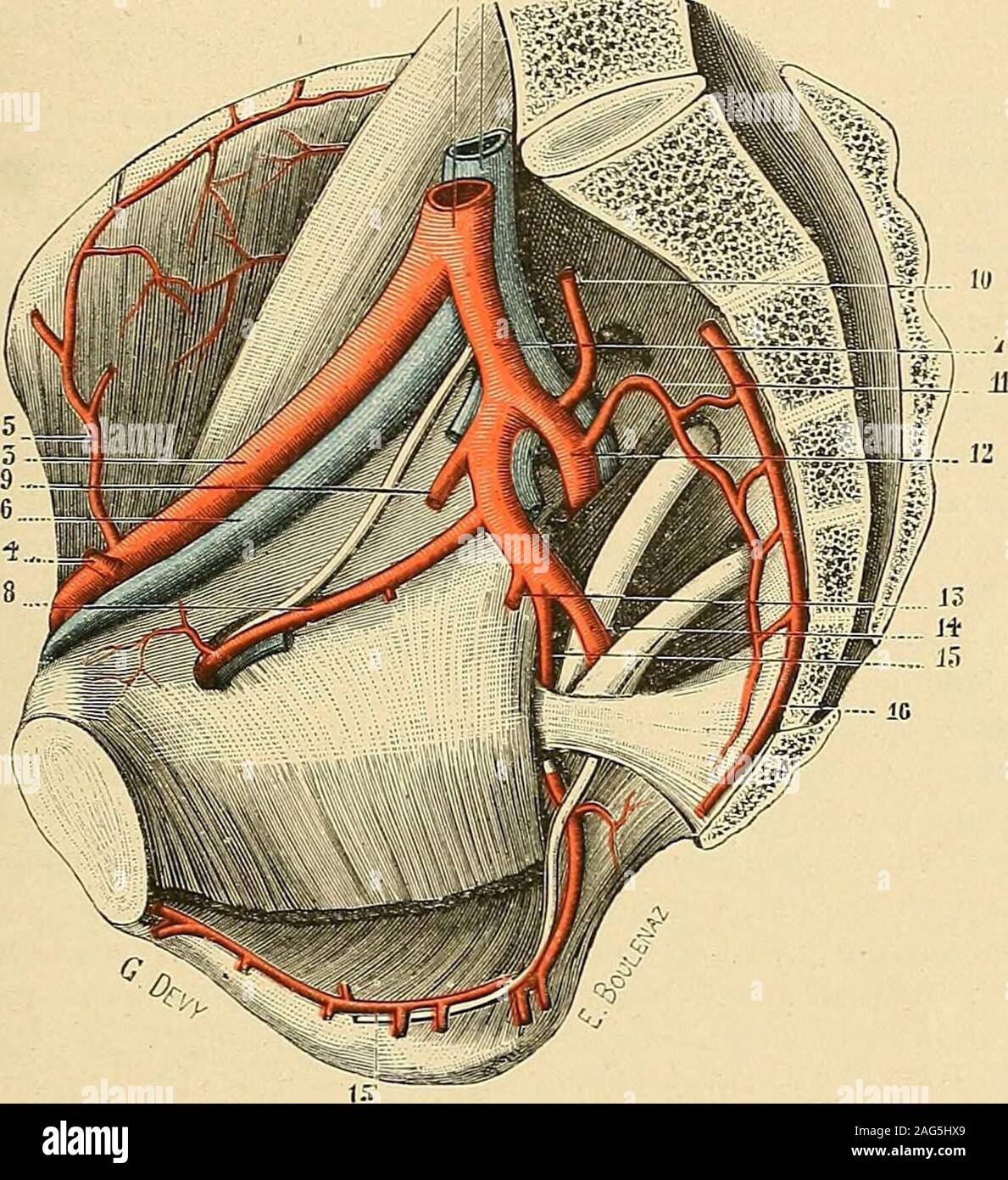 Fosse iliaque hi-res stock photography and images - Alamy