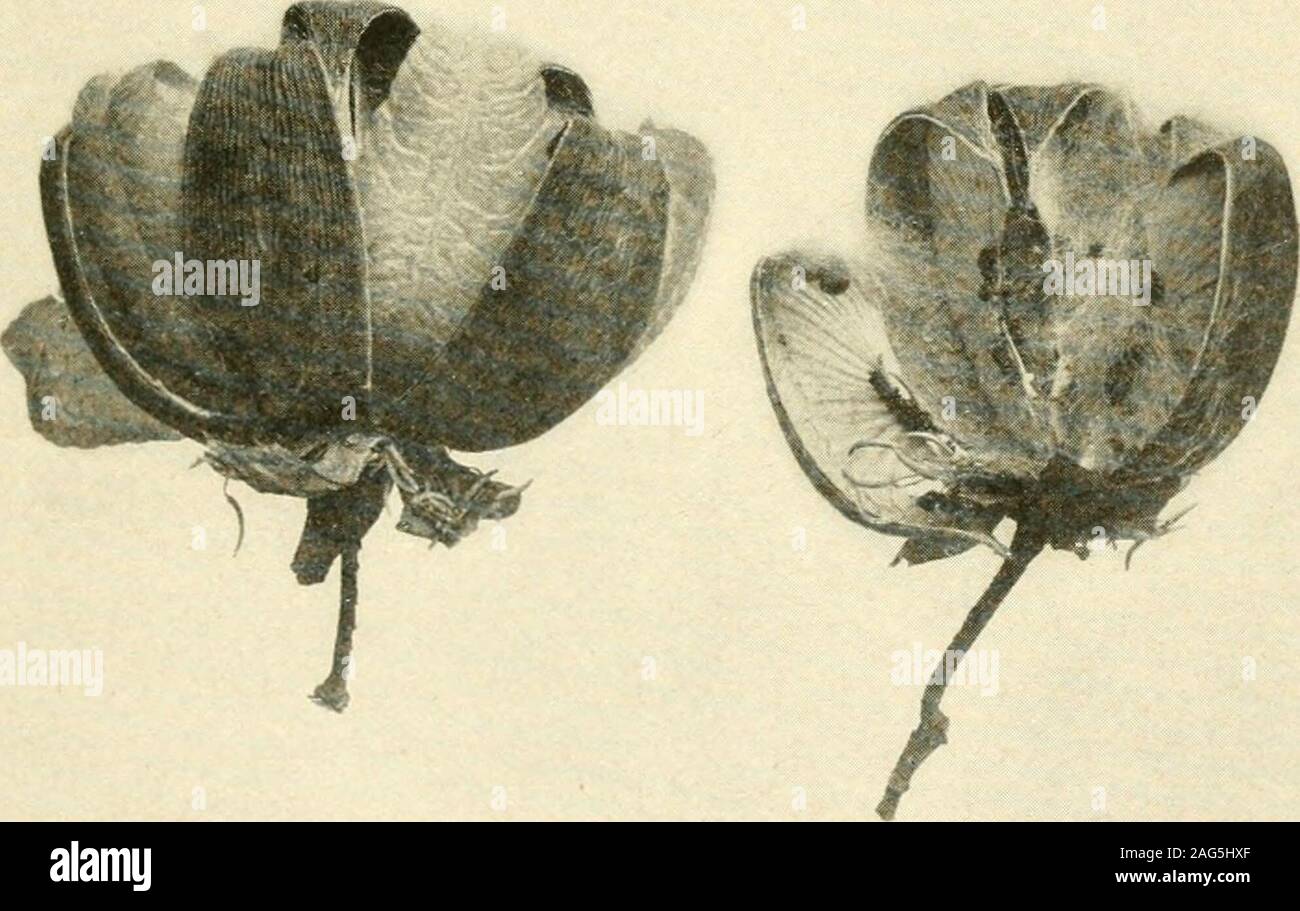 . A year of Costa Rican natural history. Pods of Mimosa asperata.Fruits ...