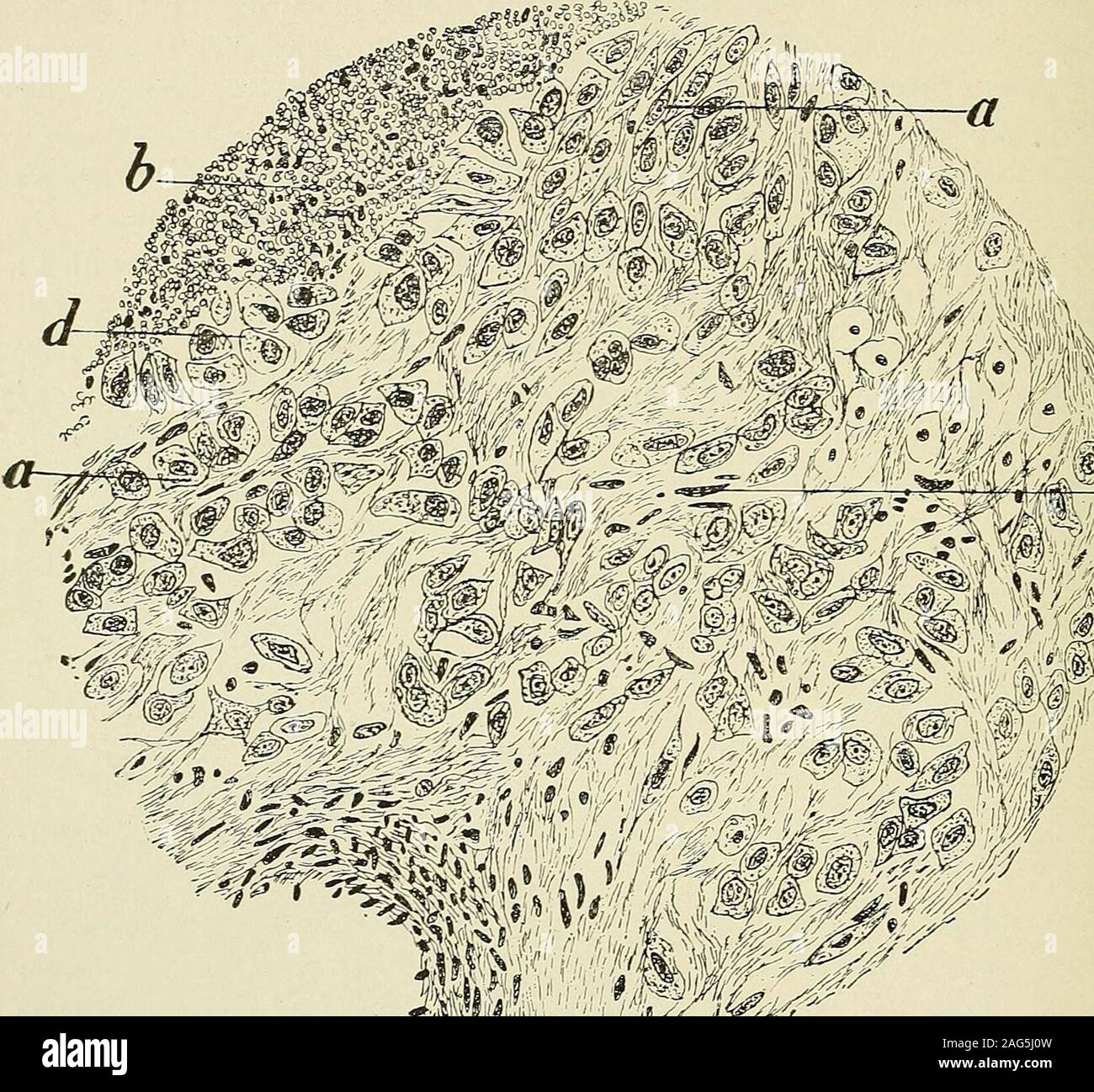 Uterine Lining High Resolution Stock Photography and Images - Alamy