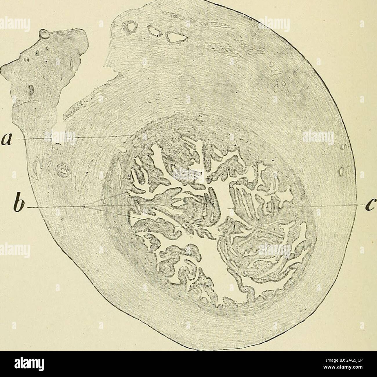 Layers of the fallopian tubes hi-res stock photography and images - Alamy