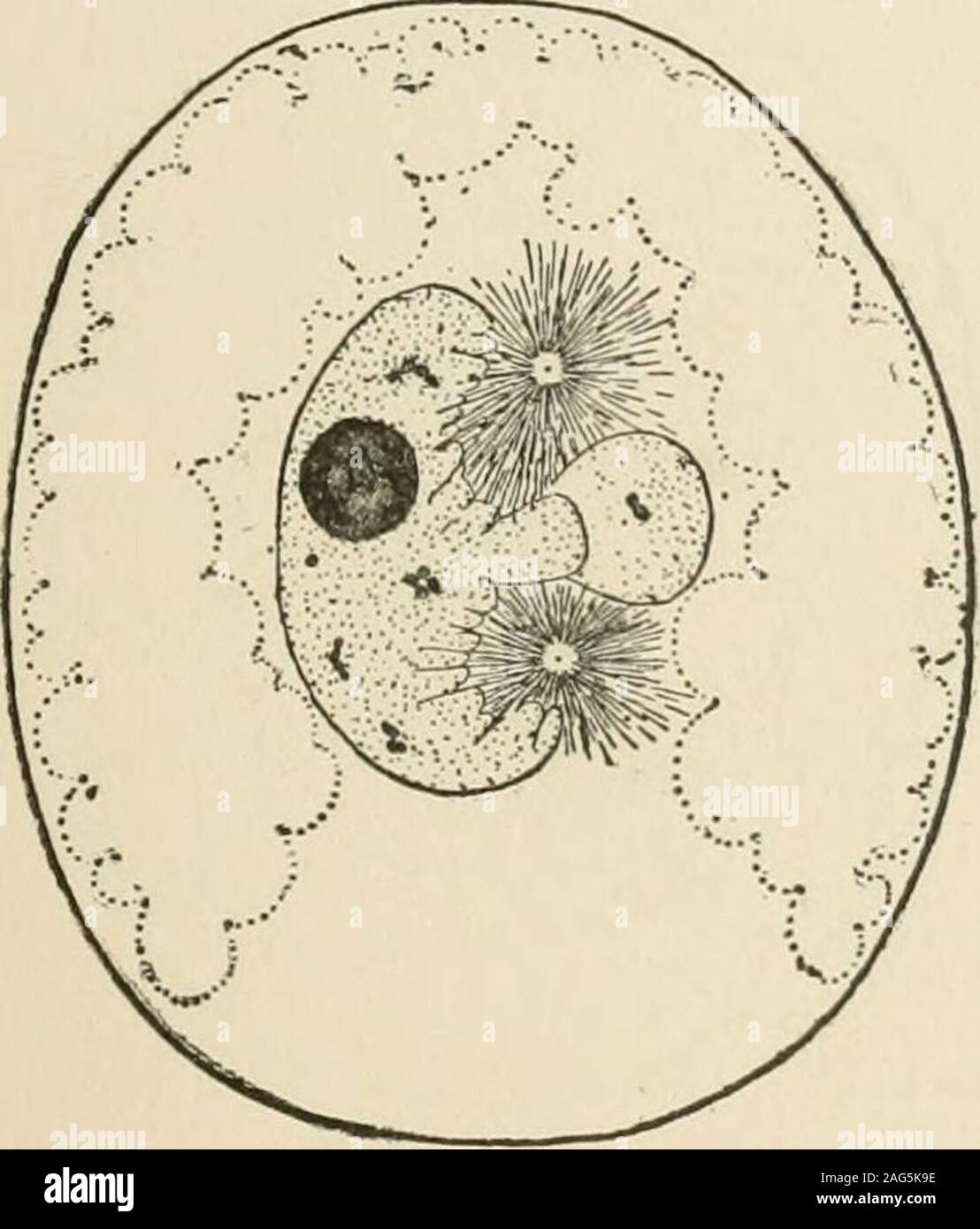 Diplococcus hi-res stock photography and images - Alamy