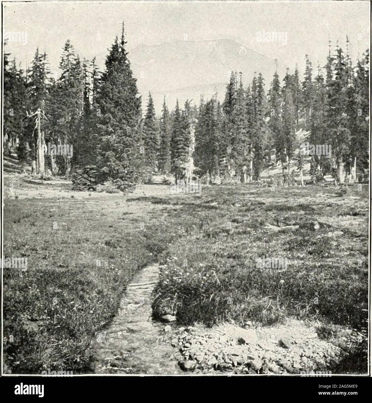 Sewellel hi-res stock photography and images - Alamy