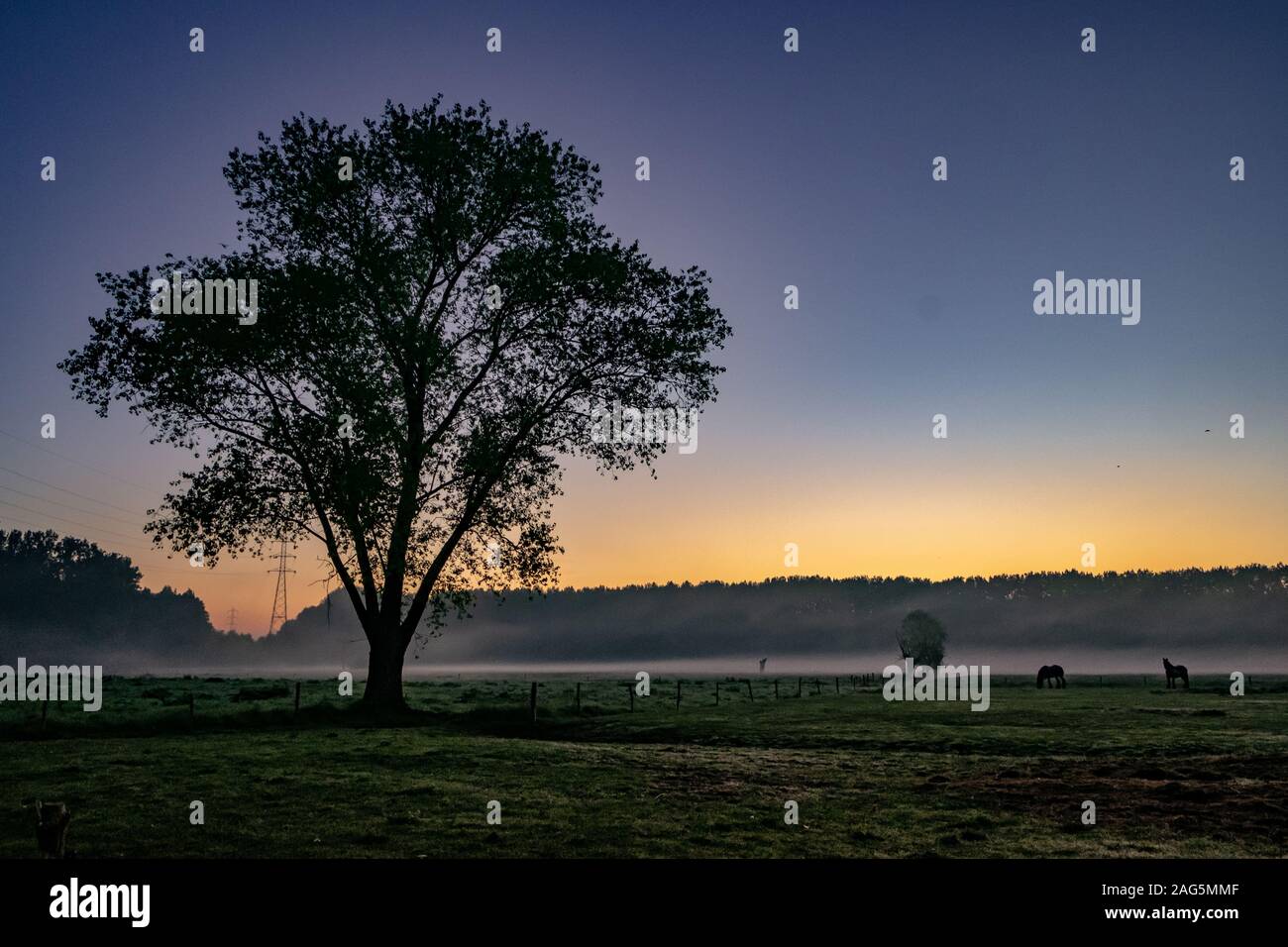 Horses trees grass grazing farm ranch sky animals countryside ...
