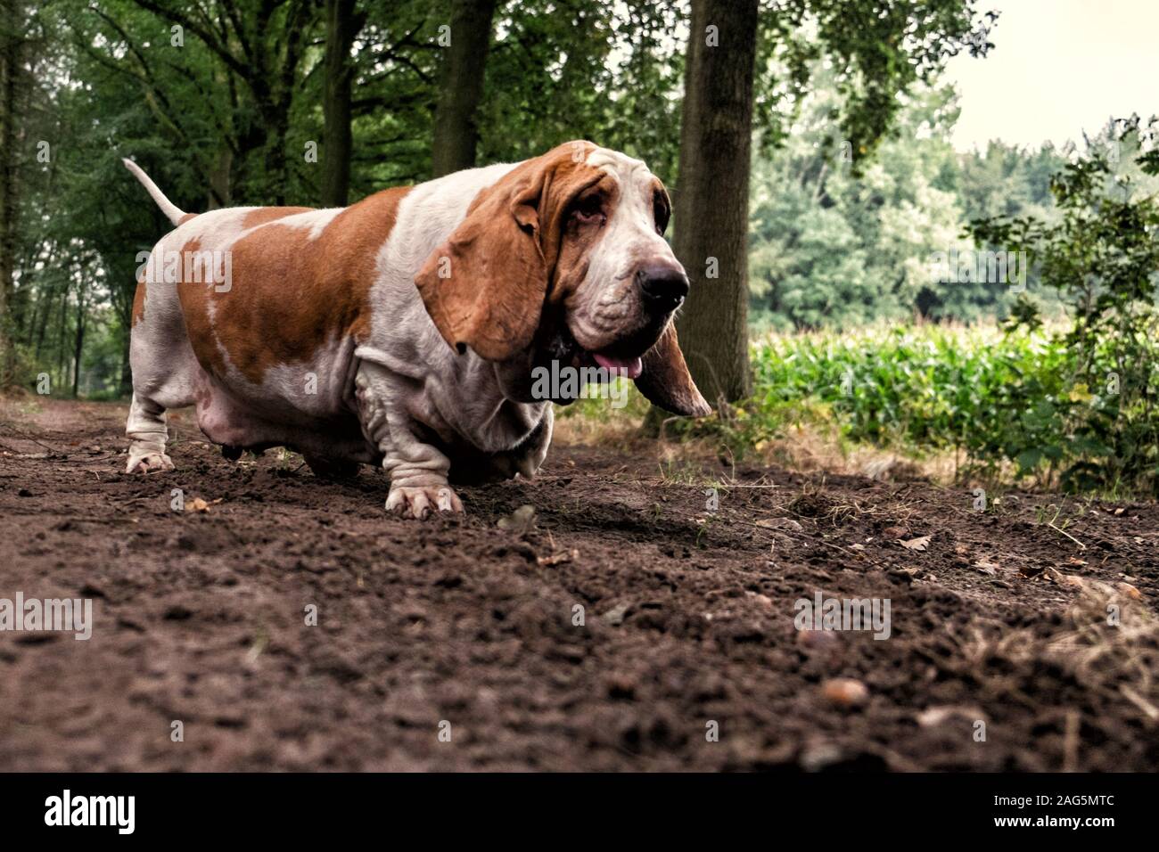 Female basset hound hi-res stock photography and images - Alamy