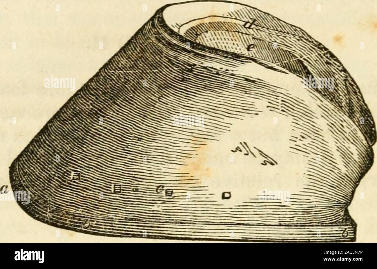 . The horse's foot and how to keep it sound. Tig. 1—Shows the ground ...
