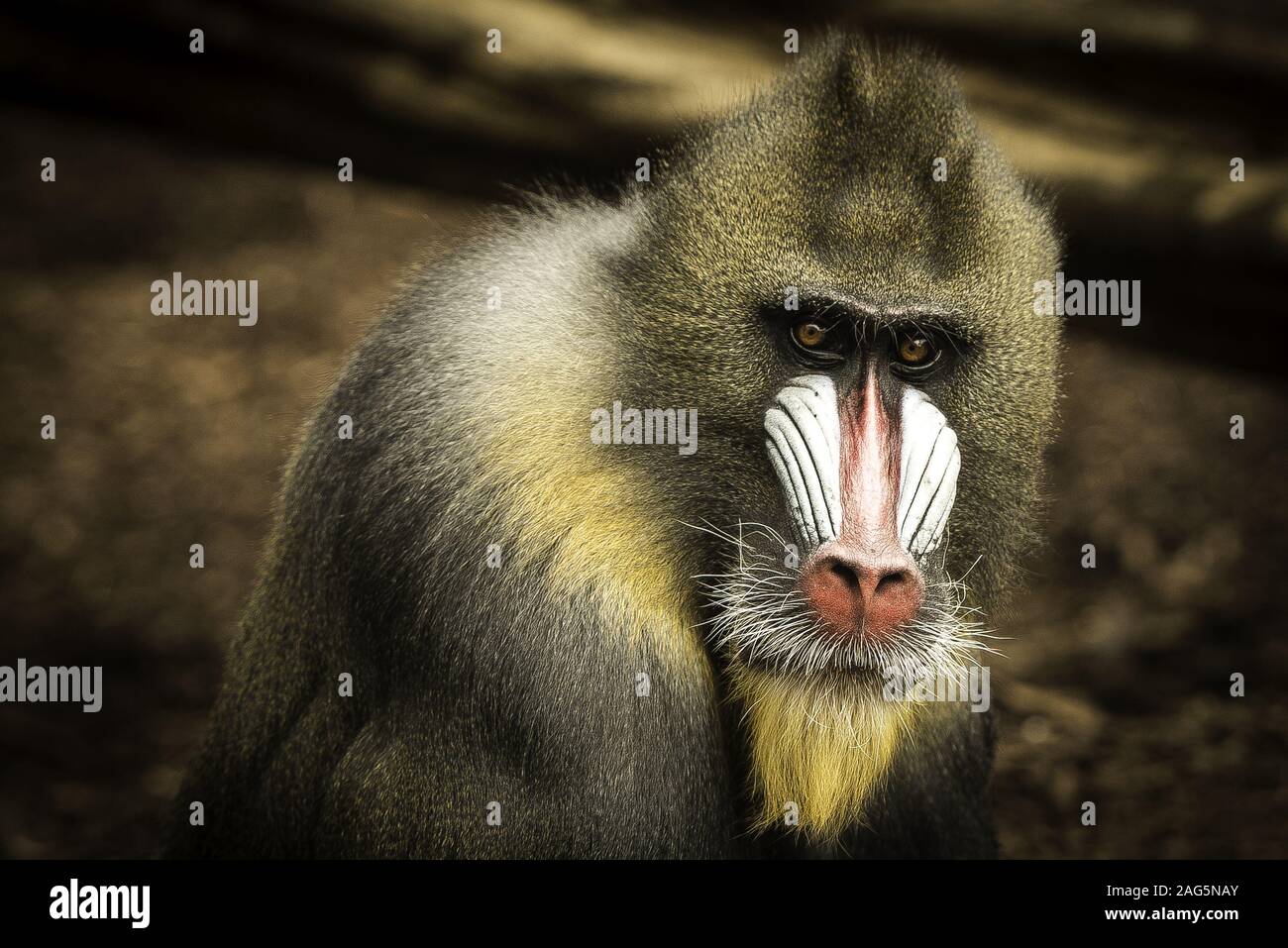 Angry mandrill hi-res stock photography and images - Alamy