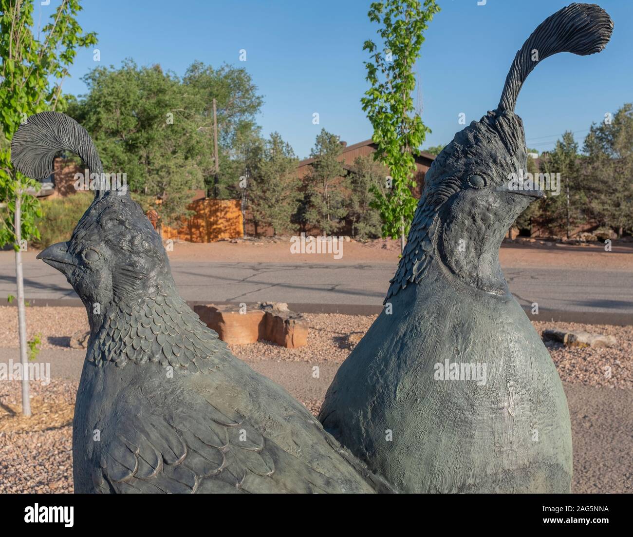 Endemic birds of southwest u s hi-res stock photography and images - Alamy