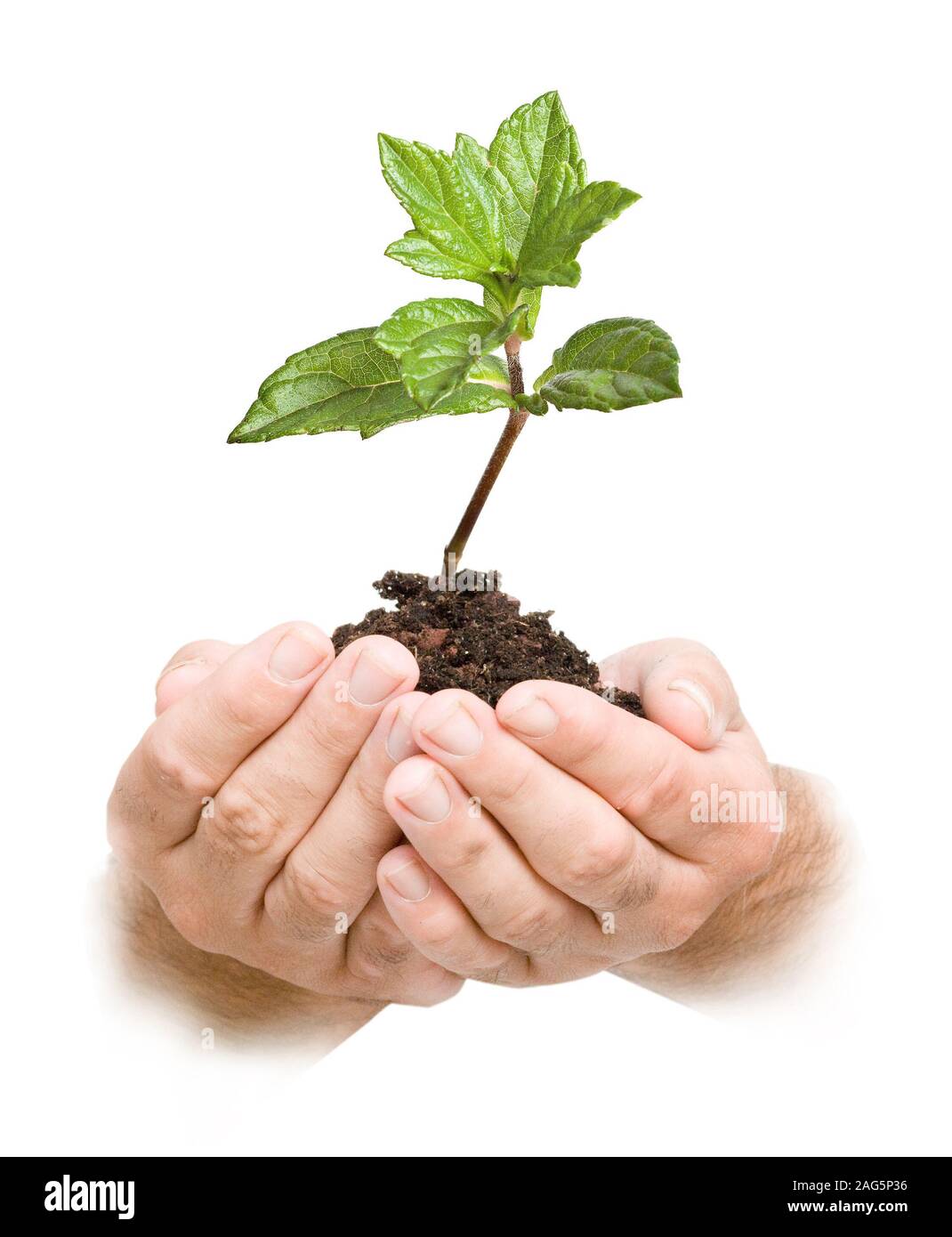 Shoot up sprout Cut Out Stock Images & Pictures - Alamy