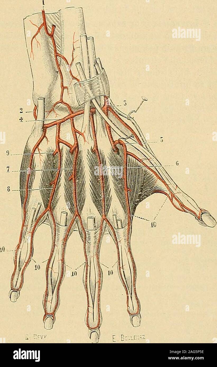 Anatomie main et poignet hi-res stock photography and images - Alamy