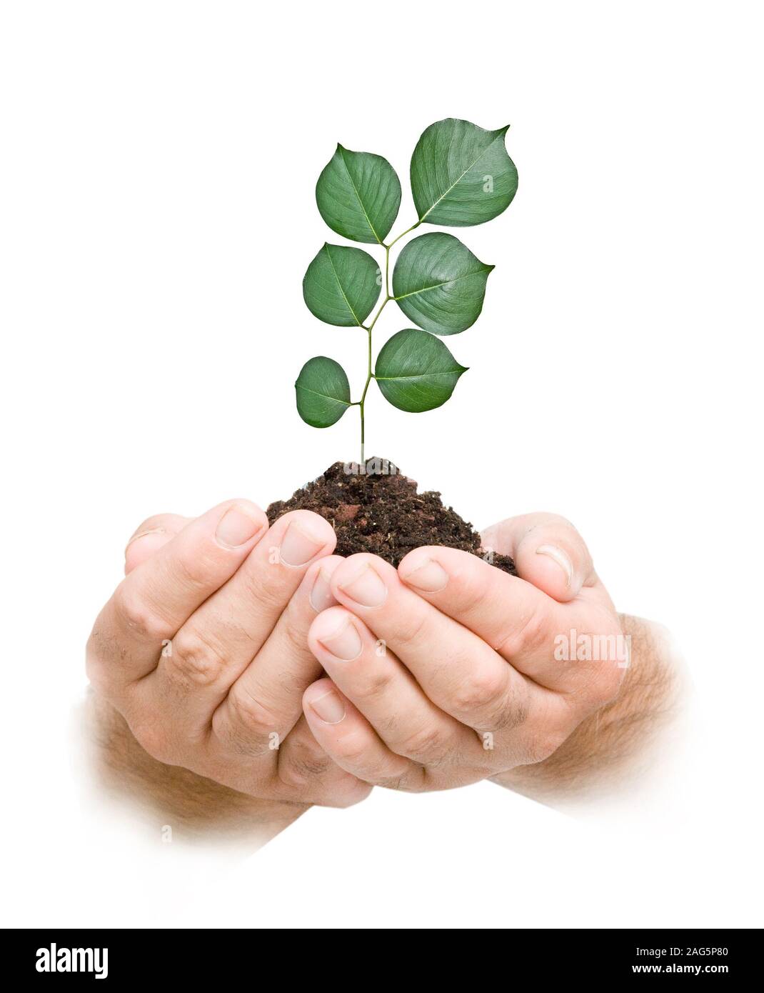 tree seedling in hands as a symbol of nature protection Stock Photo - Alamy