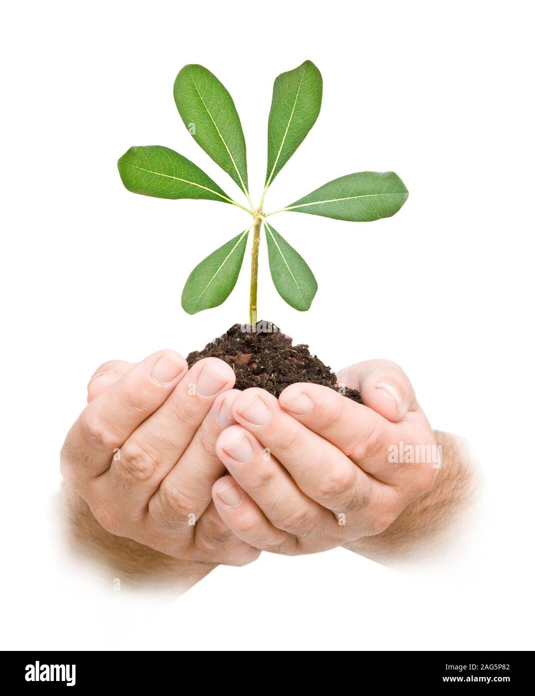 sapling in hands Stock Photo - Alamy