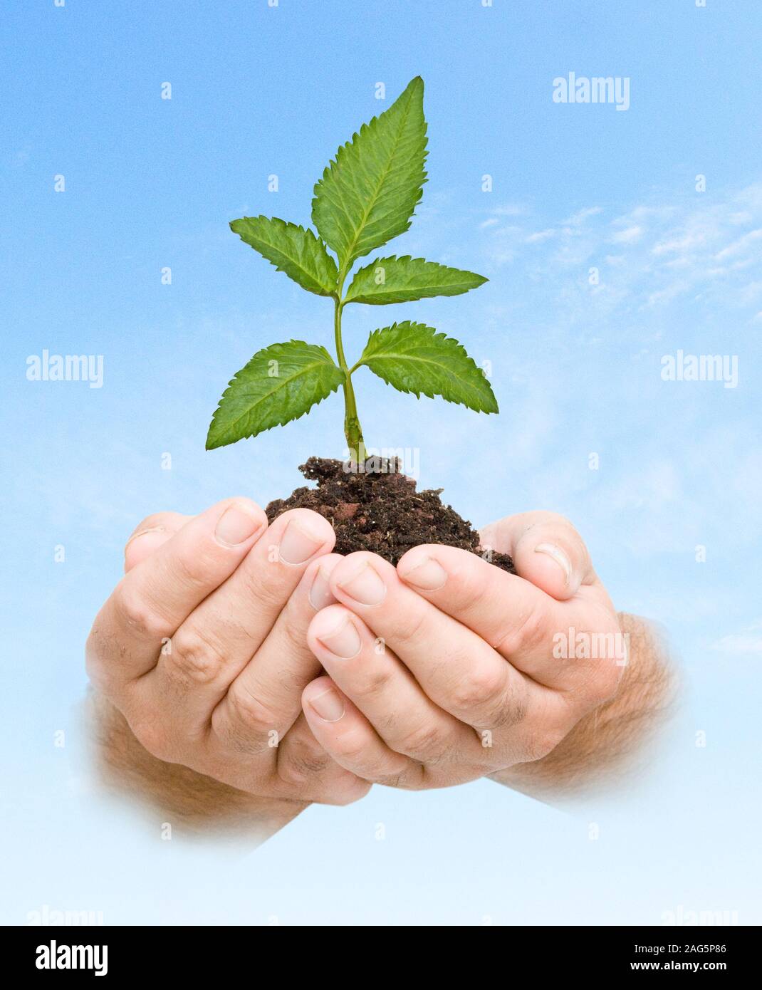 tree seedling in hands as a symbol of nature protection Stock Photo - Alamy