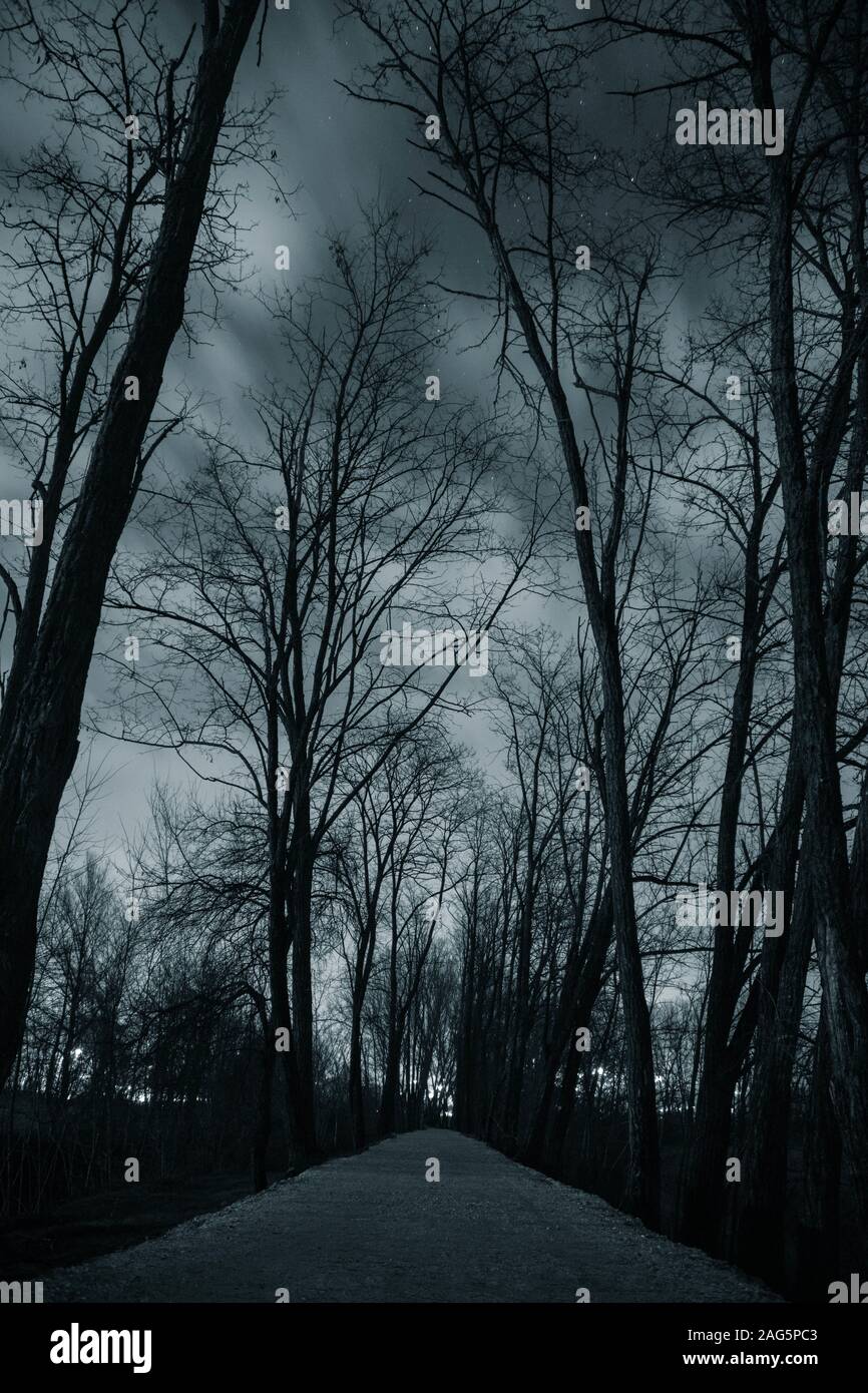 Vertical gray scale shot of a road surrounded with thin tall trees ...